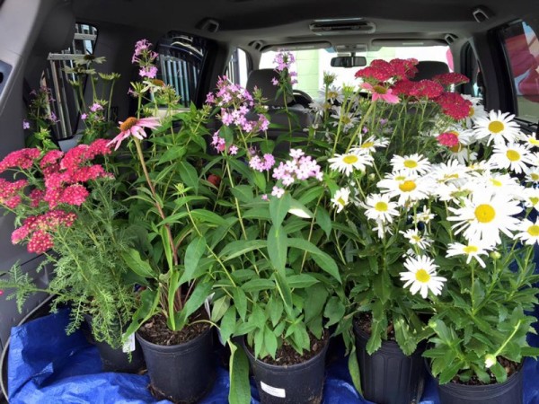 Dirty Secrets: Gardeners Share Their Tips and Tricks for How Best to ...