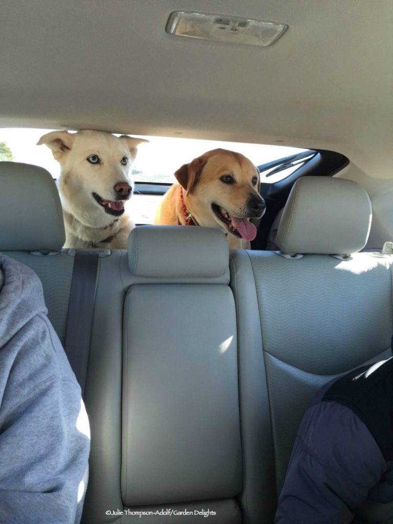 6 Reasons to Love a Toyota Prius | AGirlsGuidetoCars | The Car Life