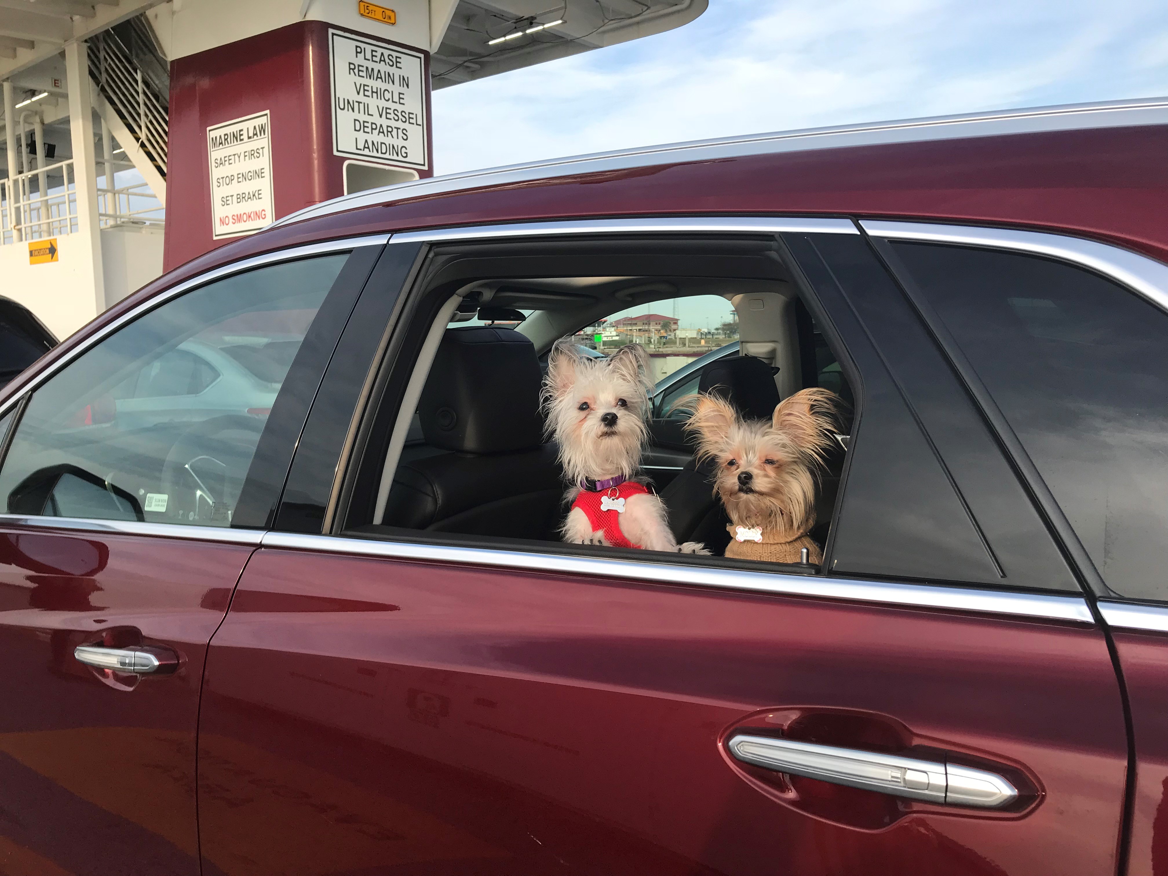 Traveling With A Pet? These Cars Fit Fido's Style - A Girls Guide To Cars