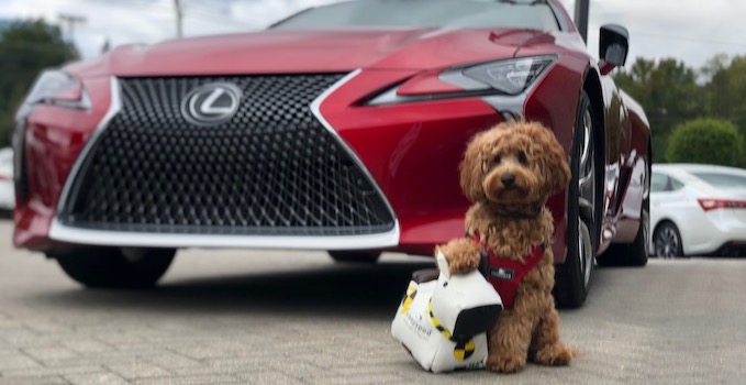 Get the 411 On Safe Pet Travel With Lexus - A Girls Guide to Cars