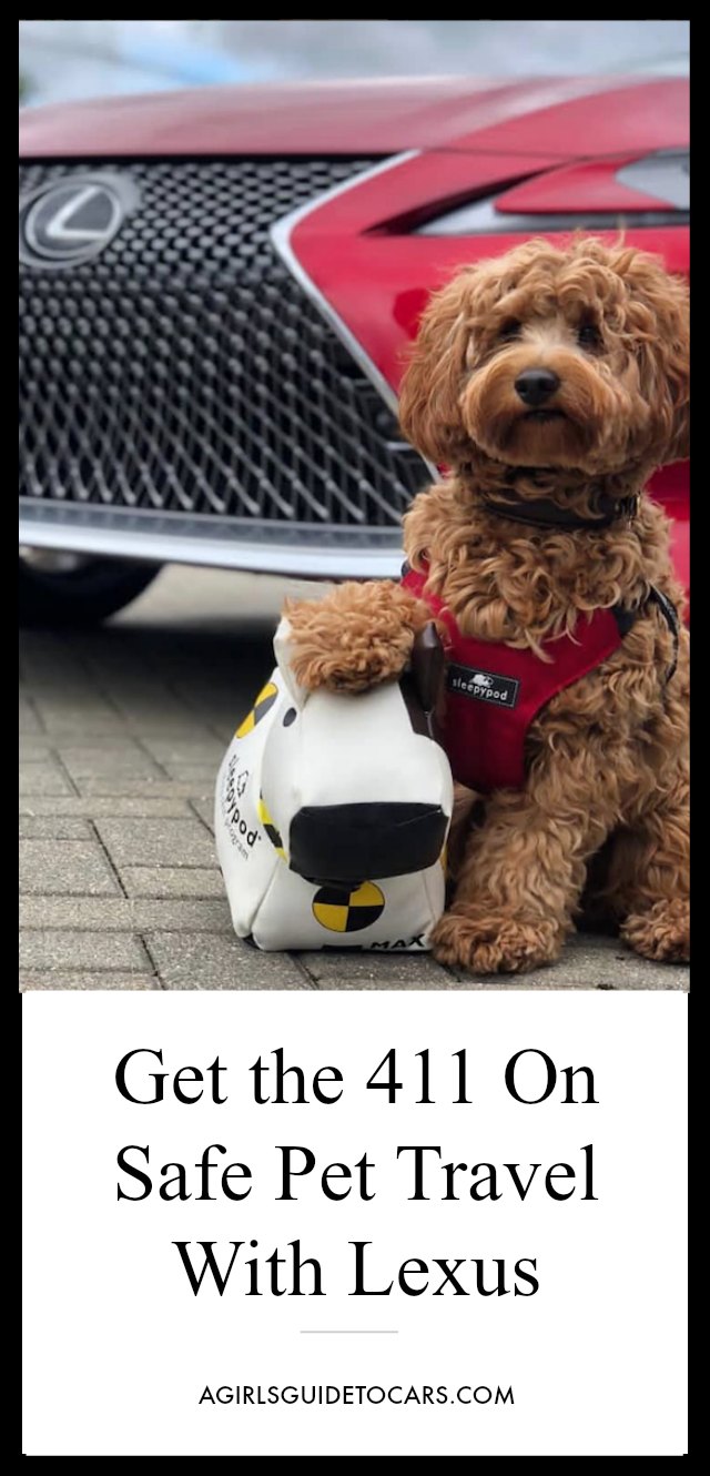 Get the 411 On Safe Pet Travel With Lexus - A Girls Guide to Cars