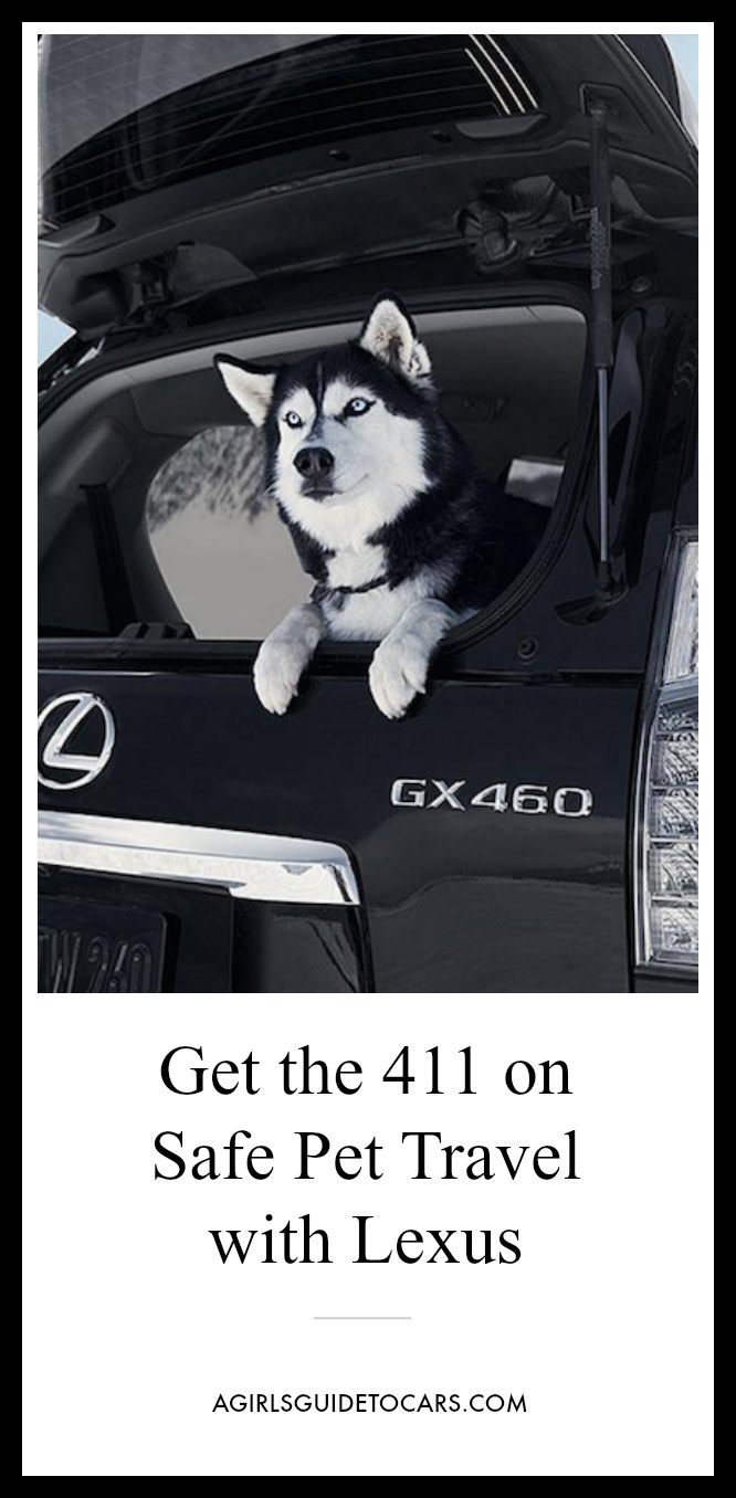 Get the 411 On Safe Pet Travel With Lexus - A Girls Guide to Cars
