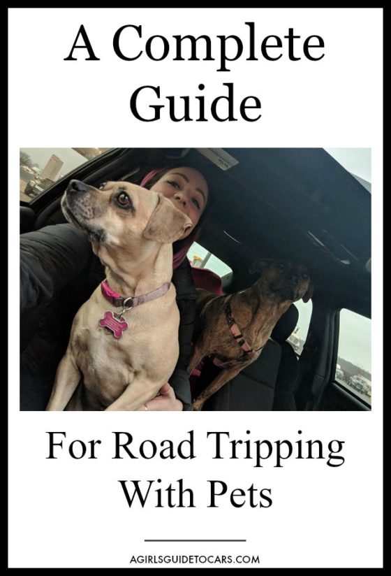 A Complete Guide to Road Tripping With Pets | A Girls Guide to Cars