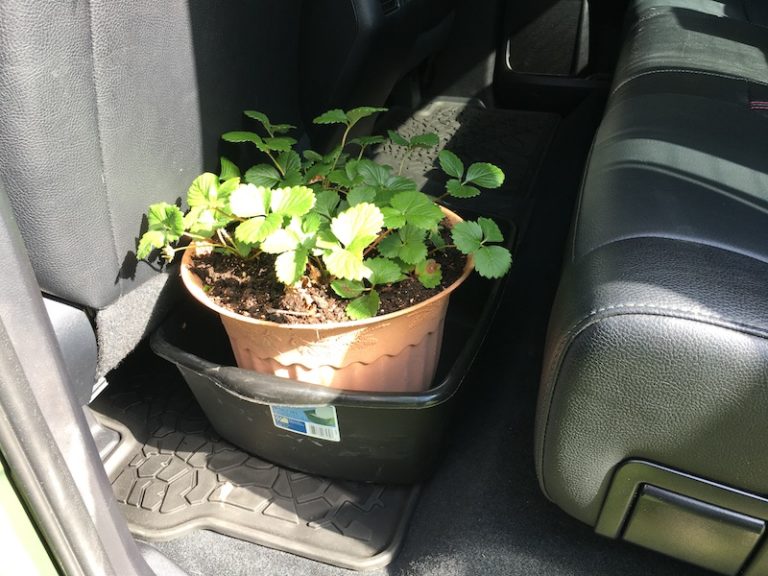 Gardening: How to Prepare Your Car the Season - A Girls Guide to Cars