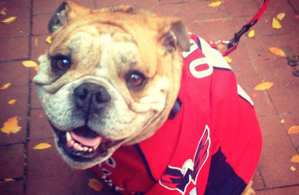 Ovie the Bulldog Is Walking to Help American Heart Association