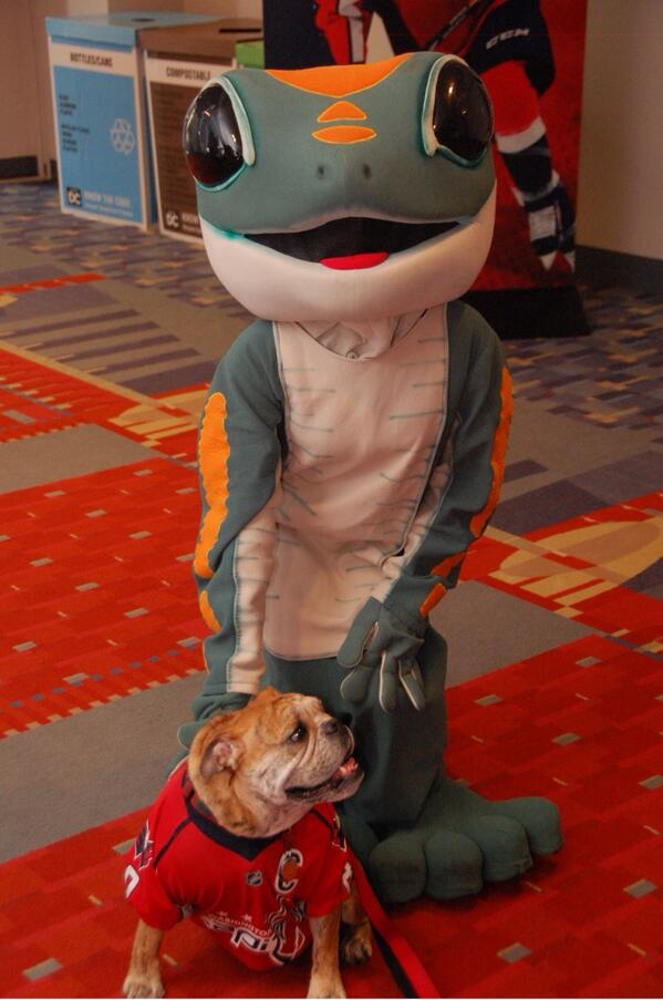 The Best of Ovie the Bulldog in D.C.