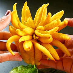 Ten Weird and Wacky Fruits