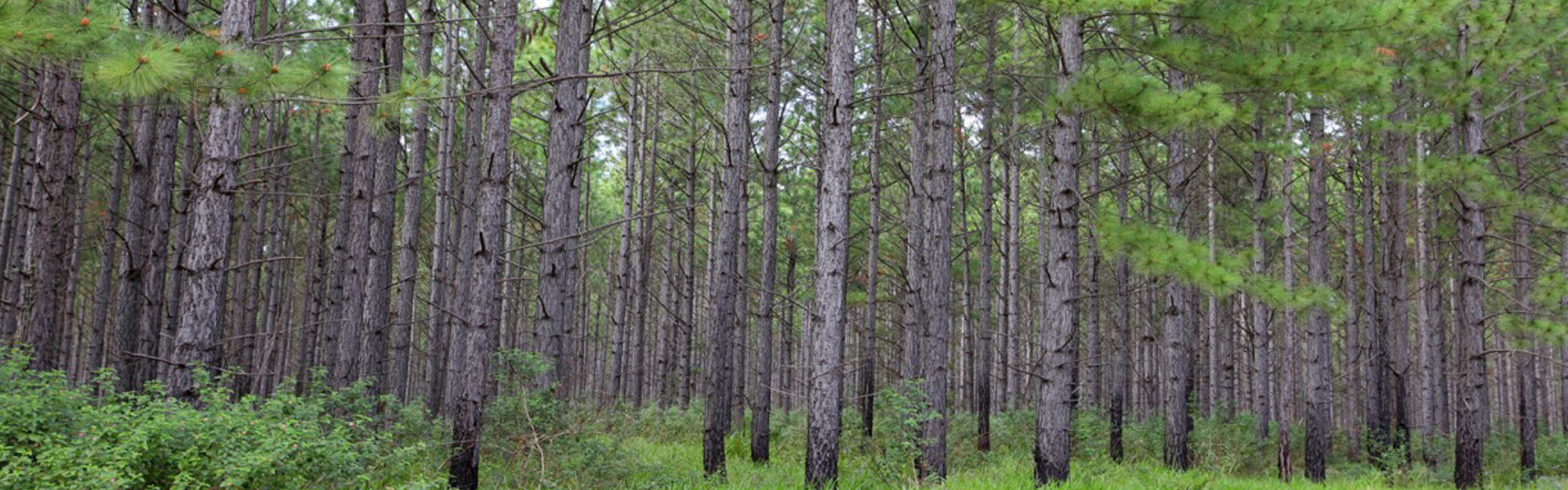 Land for Sale in Alabama, Florida, Georgia, Kentucky, Mississippi ...