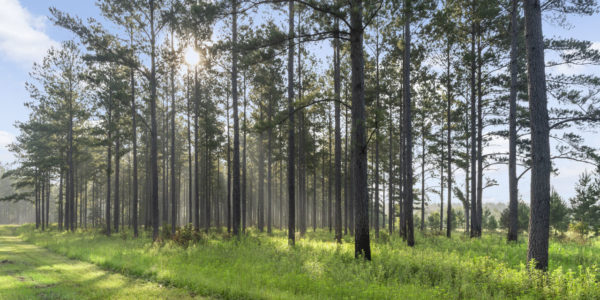 Land for Sale in Alabama, Florida, Georgia, Kentucky, Mississippi ...